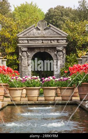 Tulip Flowers Blooming by the water in Spring Season Stock Photo - Alamy