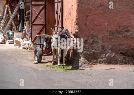 A donkey with a cart waiting for its master in the medina of Marrakech ...