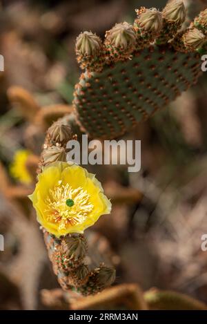 yellow blossom of a cactus in morocco Stock Photo - Alamy