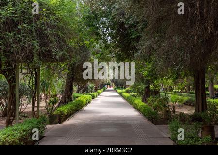 Plants in the beautiful park el Harti in Marrakech, Morocco Stock Photo ...