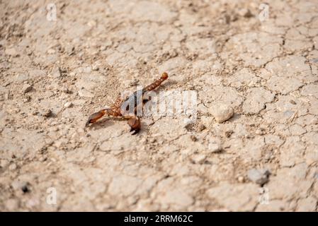 A scorpion at the arid soil of Volubilis in Morocco Stock Photo - Alamy