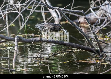 221004 -- MANILA, Oct. 4, 2022 -- A night heron eats fish in Bulacan ...