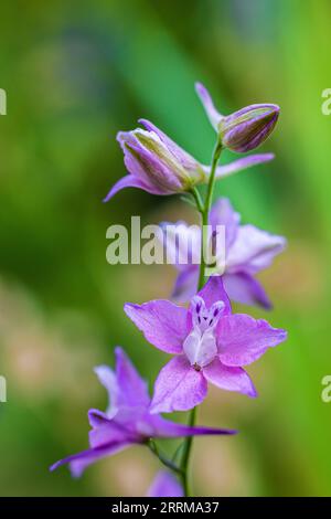 Flower of common field delphinium (Consolida regalis), Delphinium consolida, field delphinium ...