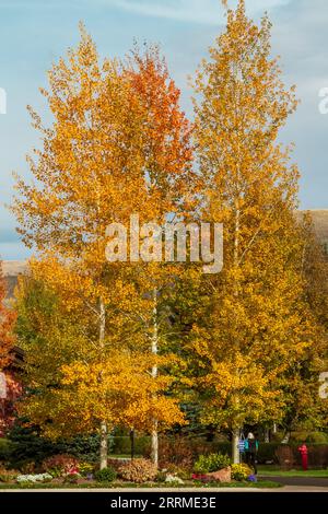 USA, Idaho, Sun Valley, Fall foliage Stock Photo - Alamy