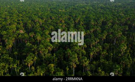 Aguaje forests, or aguajales commonly known in the Amazon, important ...