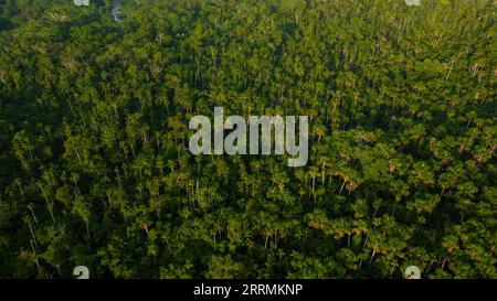 Aguaje forests, or aguajales commonly known in the Amazon, important ...