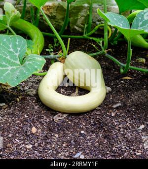 Open air plantation of ripe courgette zucchini vegetables ready to ...