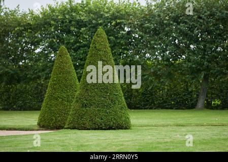 Two triangle shaped thuja in formal garden Stock Photo - Alamy