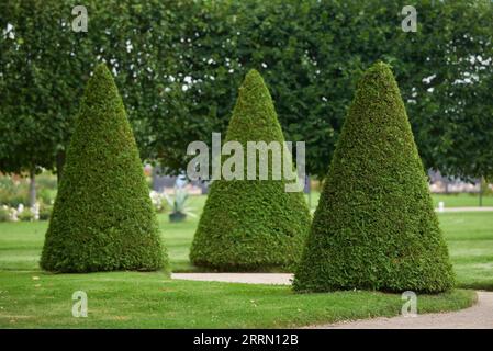 Triangle green thuja trees in formal garden in reserve of Peterhof ...
