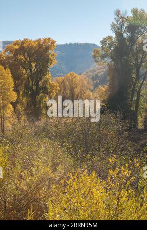 Willows and mountains in Colorado Stock Photo - Alamy