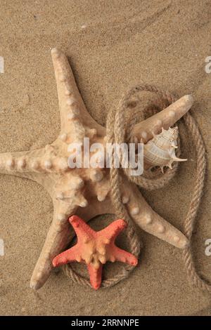 Beautiful starfishes, sea shell, rope and sand on light blue background ...