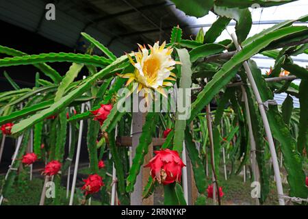 Ripe pitaya in greenhouse, North China Stock Photo - Alamy