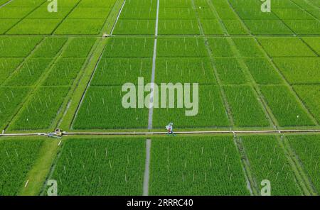 230522 -- MANILA, May 22, 2023 -- The International Rice Research ...