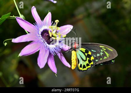 Priam's birdwing (Ornithoptera priamus priamus) is a butterfly native ...