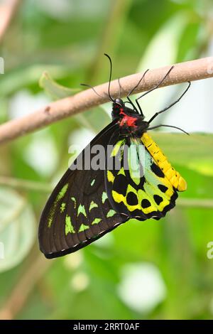 Priam's birdwing (Ornithoptera priamus priamus) is a butterfly native ...