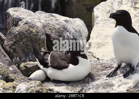Nurturing Moments: Razorbill Couple with Female Guarding an Egg - Isle ...