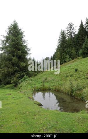 A closeup of a road surrounded by trees on a sunny day Stock Photo - Alamy