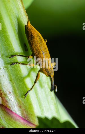 The beetle beetle, also known as the nunus, is a beetle that belongs to ...