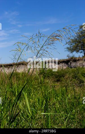 Glyceria maxima, commonly known as great manna grass, reed mannagrass ...
