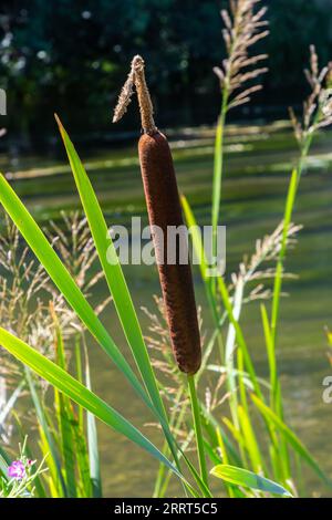 Brown reeds (Typha Latifolia, Common Cattail, Reedmace or Bulrush ...
