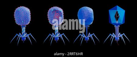 T4 bacteriophage structure, illustration Stock Photo - Alamy