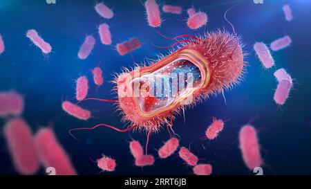 Bacterial cell. Cut-away illustration of the inner structure of a ...