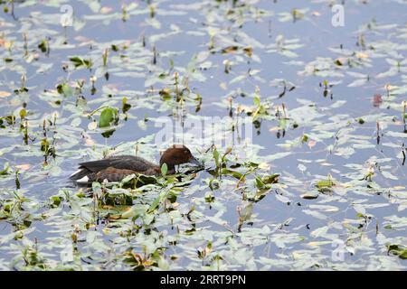 A Ferruginous duck swims in a wetland at the Pobitora wildlife ...