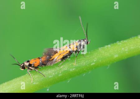 Lepidoptera insects in the wild, North China Stock Photo - Alamy