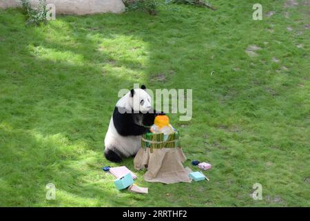 230727 -- DOHA, July 27, 2023 -- Giant panda Si Hai is pictured during ...