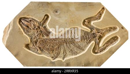 Fossil Hyopsodus wortmani, Extinct family Hyopsodontidae mammal ...
