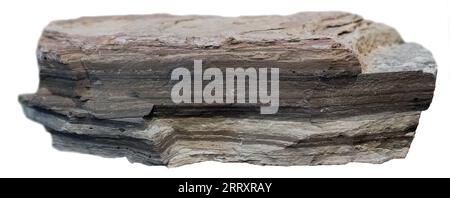 Kerogen-Rich Laminated Micrite 52 MYO, Fossil Butte National Monument ...