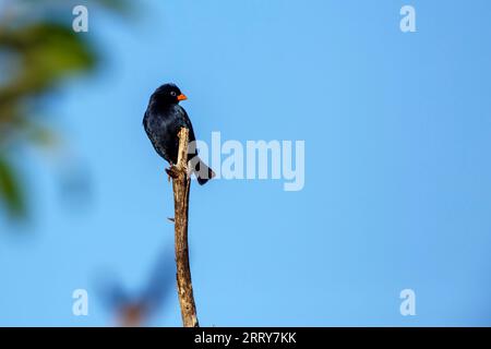 Village Indigobird perched on branch isolated in blue sky in Kruger ...