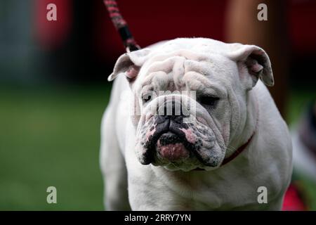 Georgia Bulldogs mascot Boom walks the field prior to a college ...