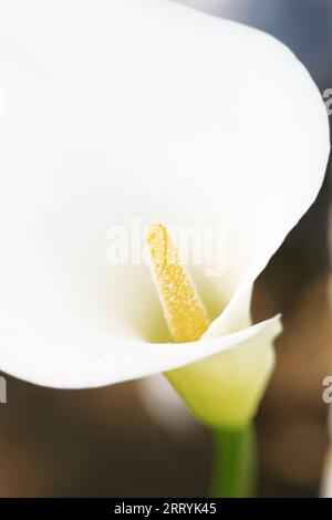 calla lily (Zantedeschia aethiopica) Plantae Stock Photo - Alamy