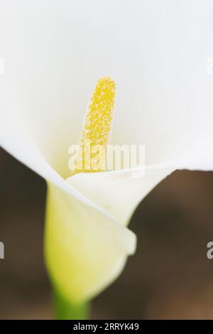 CALLA LILY- KINGDOM: PLANTAE DIVISION: MAGNOLIOPHYTA CLASS: LILIOPSIDA ...