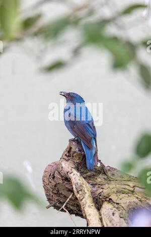 Exquisite Asian Fairy-Bluebird, Irena puella, captured in the lush ...