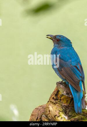 Exquisite Asian Fairy-Bluebird, Irena puella, captured in the lush ...