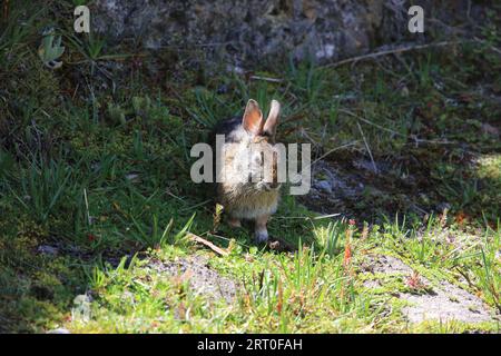 Tapeti or Cottontail rabbit or Forest rabbit (Sylvilagus brasiliensis ...