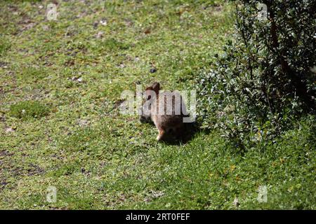 The common tapeti (Sylvilagus brasiliensis), also known as the ...