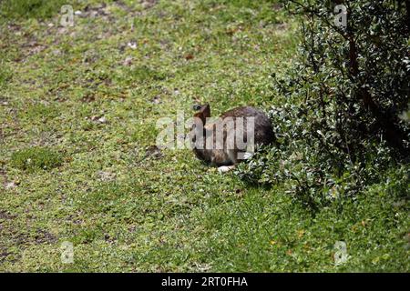 The common tapeti (Sylvilagus brasiliensis), also known as the ...