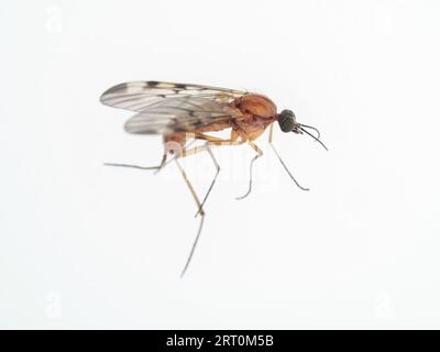 Window Gnat (Sylvicola fenestralis Stock Photo - Alamy