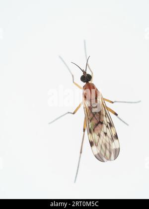 Wood gnat, Sylvicola isolated on white background photographed with ...