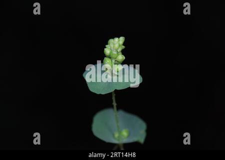 The medicinal plant raceme, North China Stock Photo - Alamy