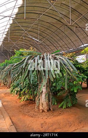 pitaya tree in a greenhouse Stock Photo - Alamy