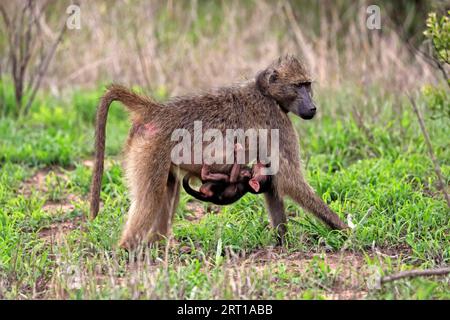 A female chacma baboon nursing her baby in Table Mountain National Park ...
