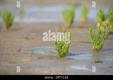 Wild vegetables Queller on the mudflats Stock Photo - Alamy