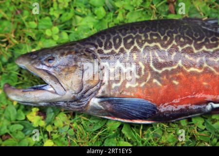 Tiger trout (Salmo trutta fario x Salvelinus fontinalis), hybrid ...