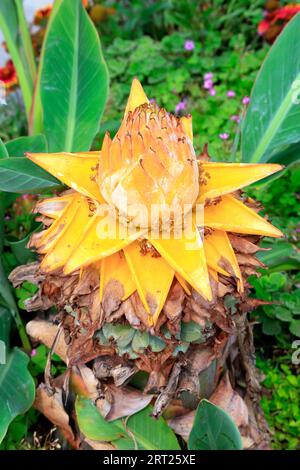 Musaceae plants hairyfruit musella flower Stock Photo - Alamy