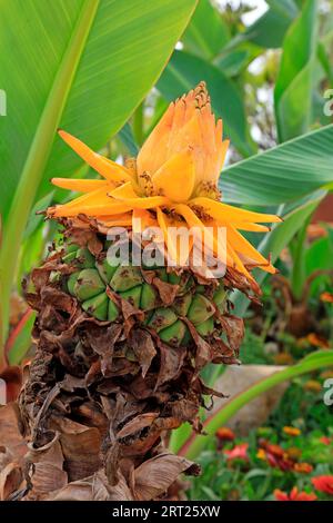 Musaceae plants hairyfruit musella flower Stock Photo - Alamy