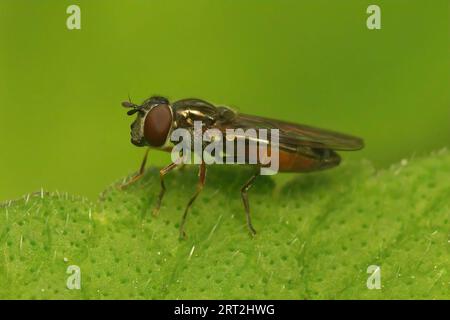 Ladder-backed Hover Fly (Melanostoma scalare Stock Photo - Alamy